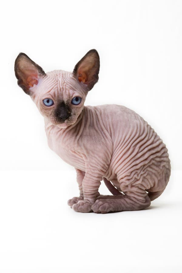 Sphynx Katt. Skallig Katt. Egyptisk Katt Fotografering för Bildbyråer ...