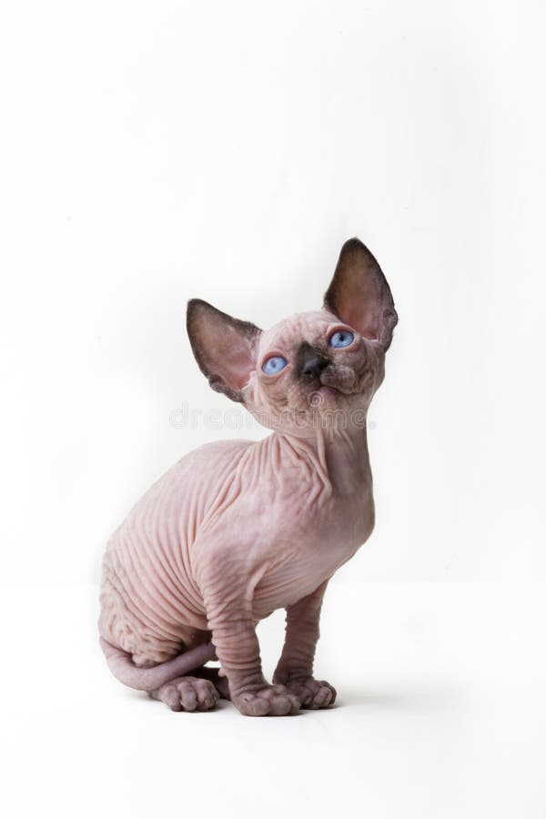 Katt Sphynx katt, kattunge arkivfoto. Bild av ögon, vitt - 30683188