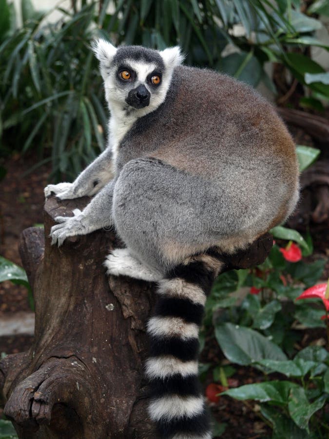 Katta stock image. Image of africa, beauty, beautiful - 33847741