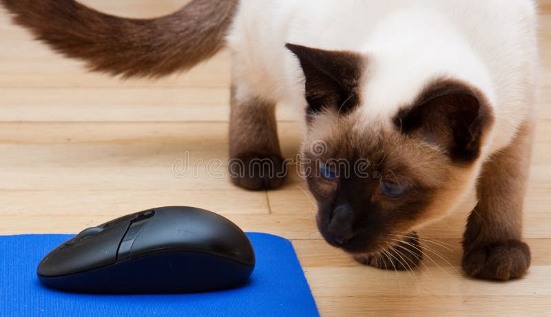 Siamese Mus På En Vit Bakgrund Fotografering för Bildbyråer - Bild av ...