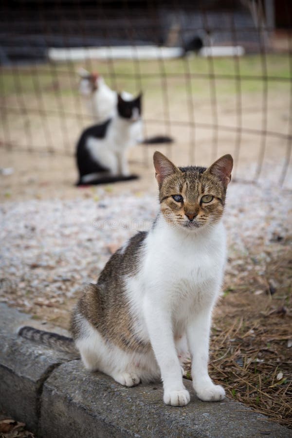 De Katten Van De Straat in New York Stock Afbeelding - Image of voedsel ...