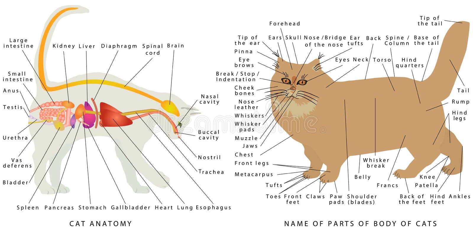 Cat Anatomy - Interne Anatomie Van Een Kat Stock Illustratie ...