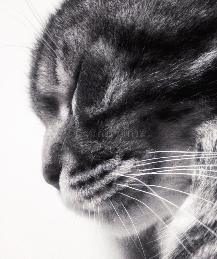 Het hoofd van katten stock foto. Image of bont, spelen - 22383634