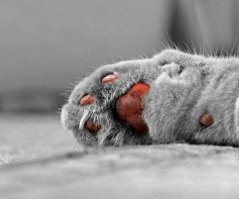Kattenpootje stock foto. Image of dier, katten, voeten - 32520166
