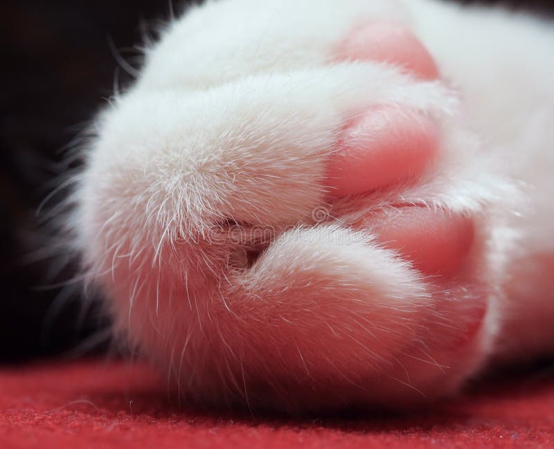 Kattenpoot stock foto. Image of bont, dier, huisdier - 38268360