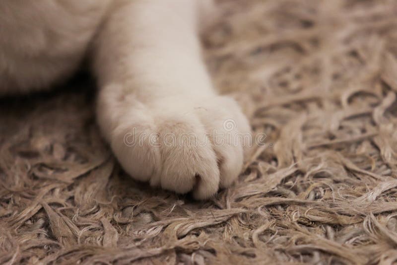 Kattenpoot op het tapijt stock foto. Image of katten - 117170026