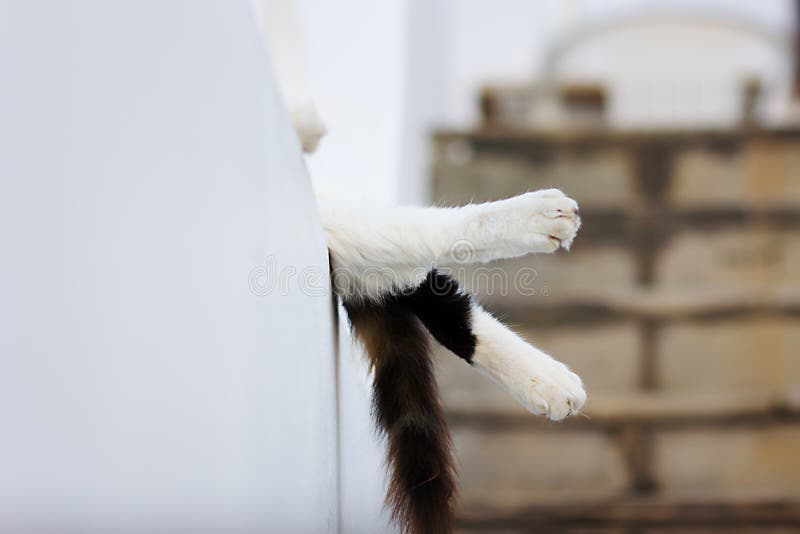 Kattenpoten stock foto. Image of dromen, rust, gevormd - 114575066