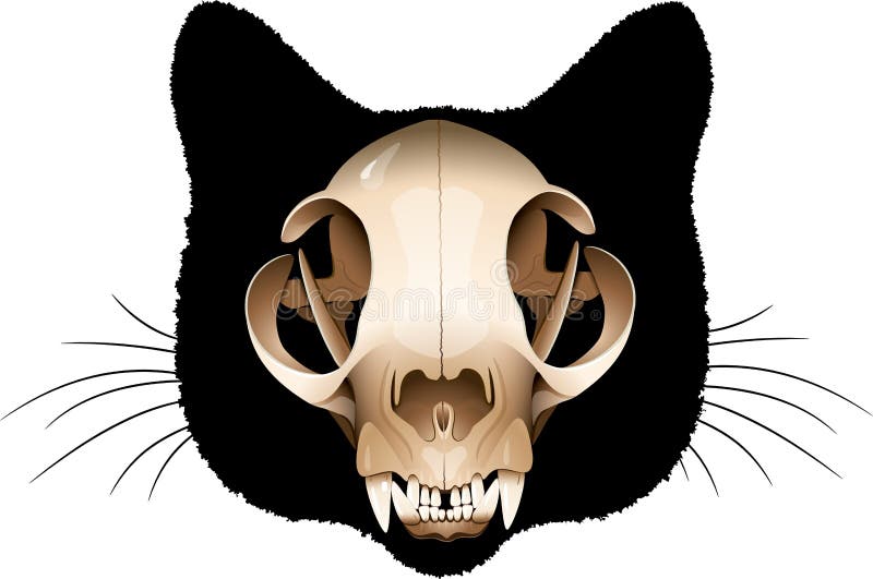 Schedel Van Een Kat Cat Silhouette Vector Illustratie - Illustratie ...