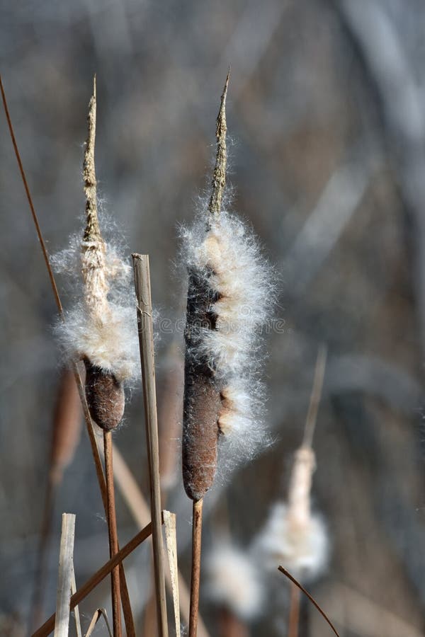Kattenstaarten het ruien stock afbeelding. Image of staart - 108053263