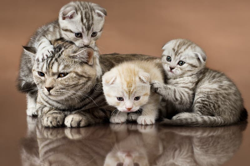Katter fotografering för bildbyråer. Bild av beautifulnessen - 35205525