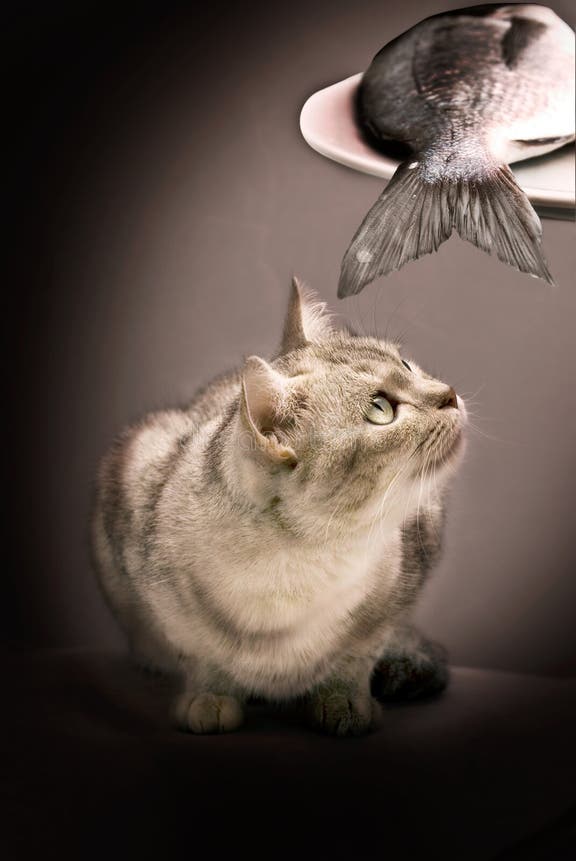 Kattfisk arkivfoto. Bild av matställe, gulligt, sjaskig - 12603712