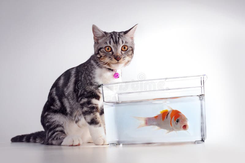 Kattfisk fotografering för bildbyråer. Bild av öga, angus - 1823979