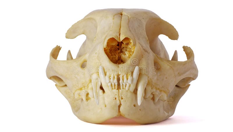 Kattskalle fotografering för bildbyråer. Bild av bakgrund - 66660591