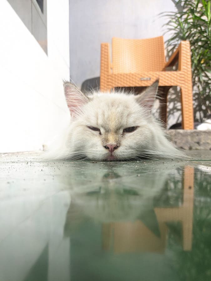 Katty Old cat stock image. Image of carnivore, kitten - 264155303