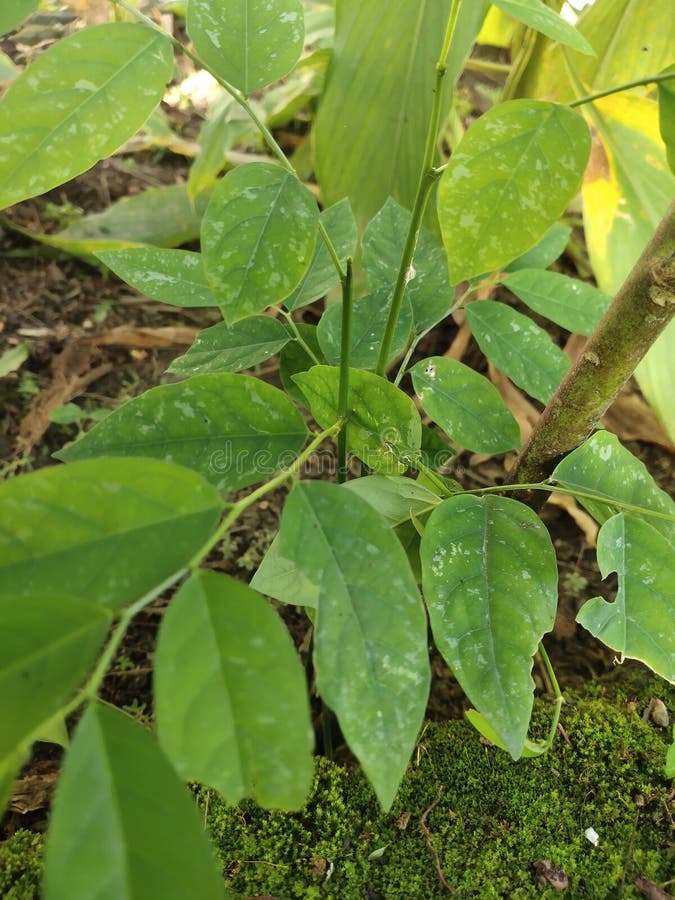 Katu Vegetables Stock Photos - Free & Royalty-Free Stock Photos from ...