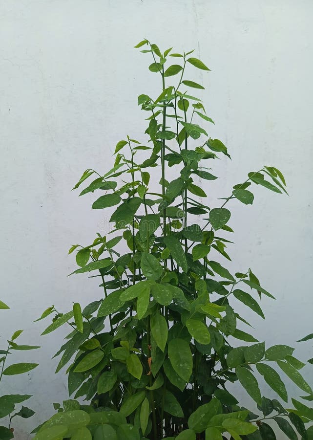 Katu Vegetable Leaves Stock Photos - Free & Royalty-Free Stock Photos ...