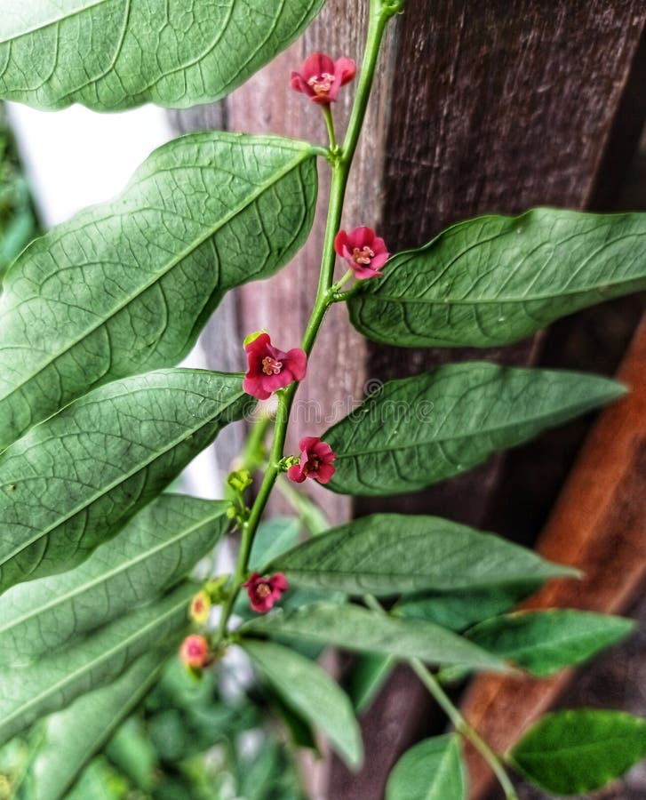 Katuk Flower Tropical Plant Stock Photo - Image of katuk, plant: 219353070