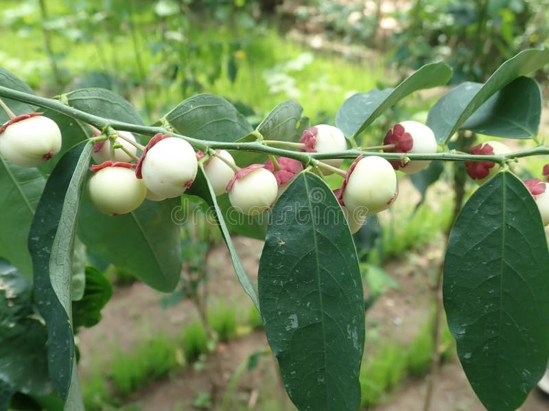 Katuk Fruit in the Garden. Physically, the Katuk Fruit is Small, Round ...