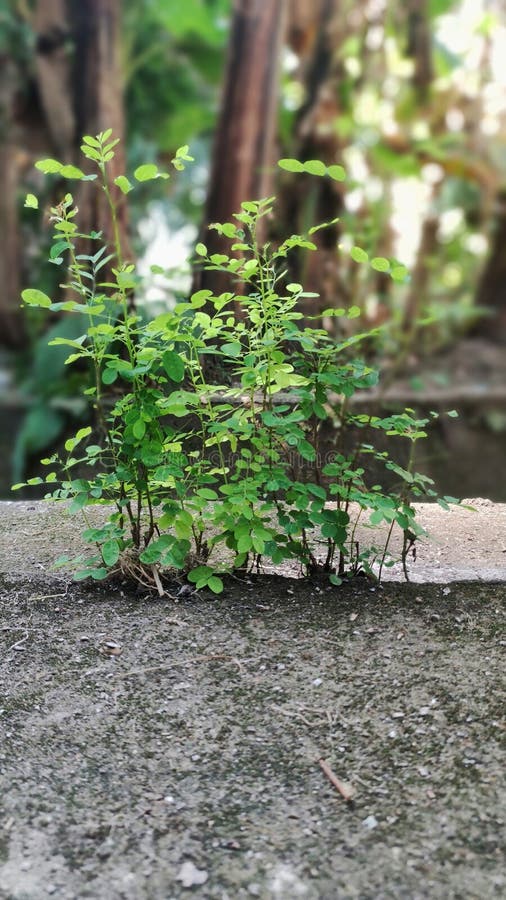 Katuk Leaf Plant for Treatment Stock Image - Image of tree, nature ...