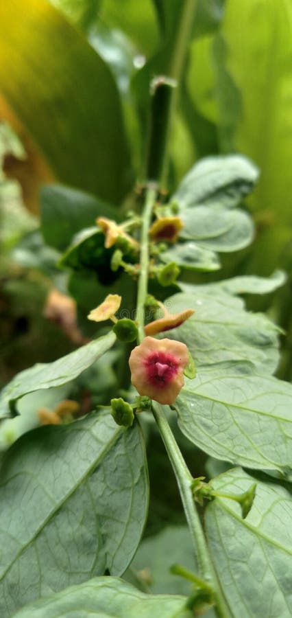 Katuk Plant with Small Red Flowers Stock Image - Image of green, fruit ...