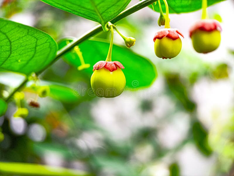 Katuk Tree Fruit in Macro Portrait Stock Image - Image of berry, fruit ...