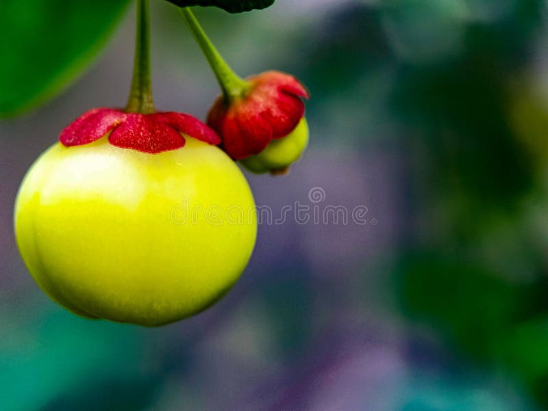 Katuk Tree Fruit in Macro Portrait Stock Photo - Image of vegetable ...