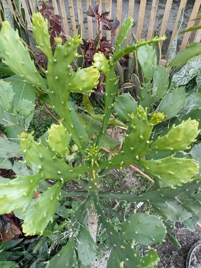 Katus Plants Stock Photos - Free & Royalty-Free Stock Photos from ...