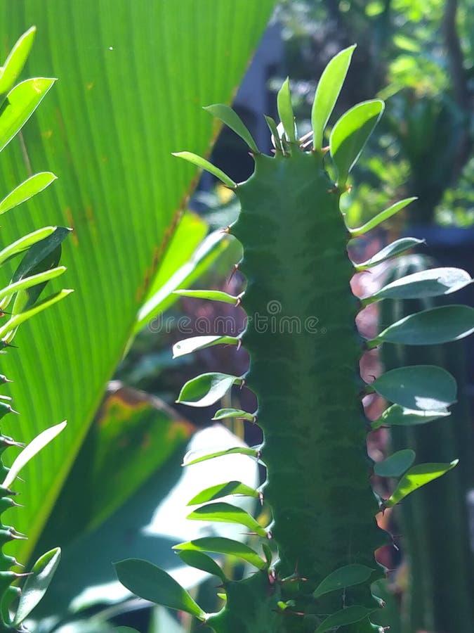 Katus Tree with Small Leaves on the Edges Stock Photo - Image of yellow ...