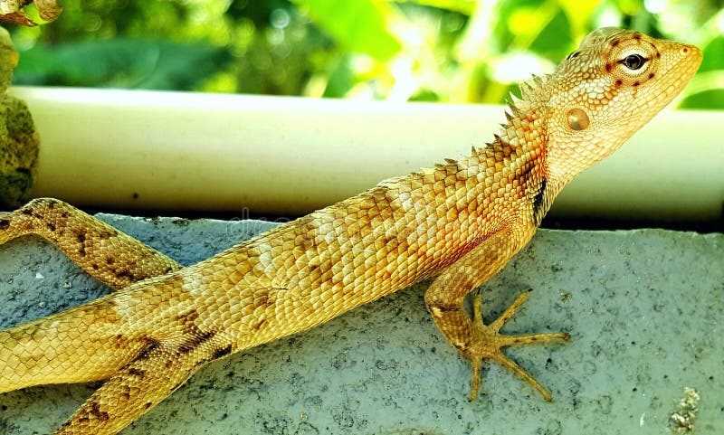 Katussa stock photo. Image of wildlife, katussa, wall - 149260232