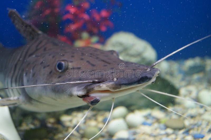 Katvis stock foto. Image of diepte, zomer, schoonheid - 105590486