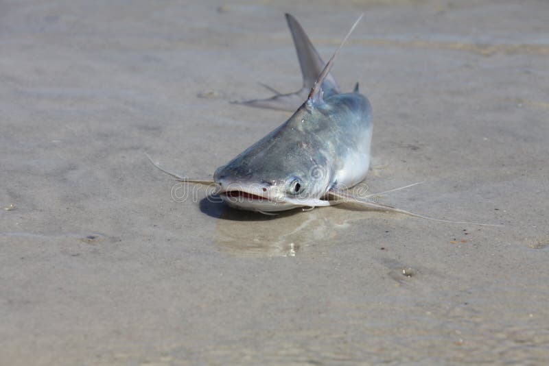Katvis stock afbeelding. Image of leven, ondiep, overzees - 113361165