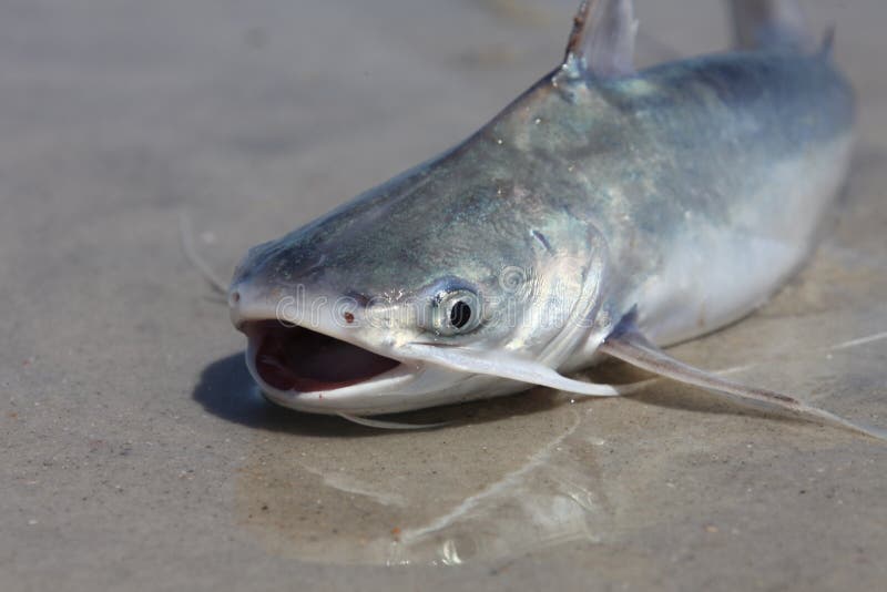 Katvis stock afbeelding. Image of leven, ondiep, overzees - 113361165