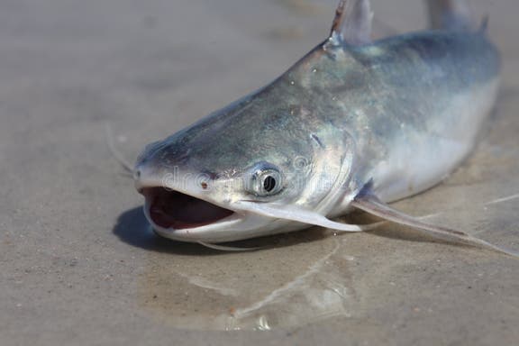 Katvis stock afbeelding. Image of leven, ondiep, overzees - 113361165