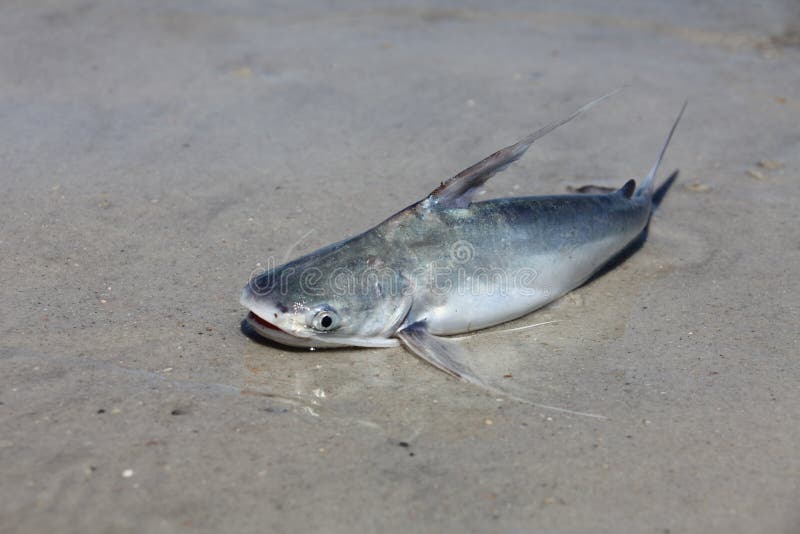 Katvis stock foto. Image of overzees, leven, haak, vers - 113361194