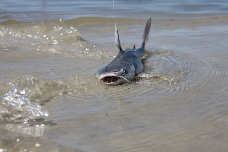 Katvis stock foto. Image of overzees, leven, haak, vers - 113361194