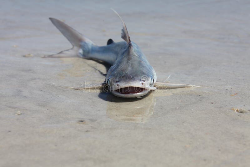 Katvis stock foto. Image of water, wild, overzees, ondiep - 113361176