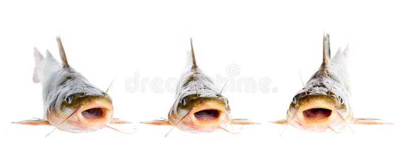 Katvis stock foto. Image of dier, donderpad, visser, groot - 16180438