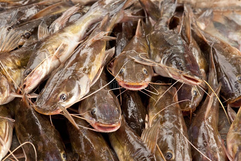 Katvis stock afbeelding. Image of donderpad, vissen, gewassen - 31590999