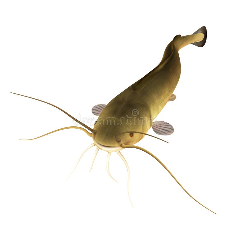 Katvis stock illustratie. Illustration of geel, katvis - 46119557