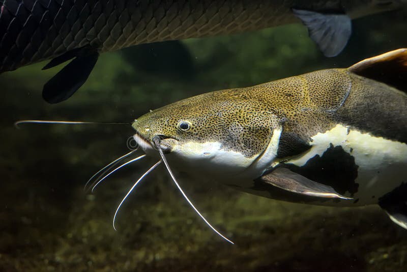 Katvis stock afbeelding. Image of huisdier, karper, aqua - 52269491