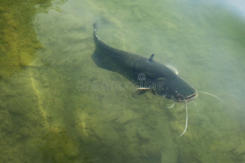 Katvis stock afbeelding. Image of katvis, onder, visserij - 90521291