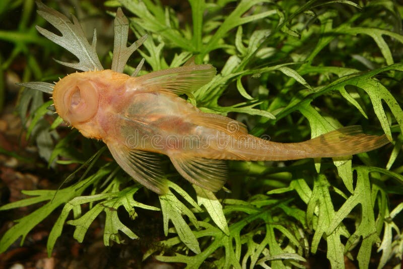 Katvis (Ancistrus Spec.) stock afbeelding. Image of aquarium - 18126331