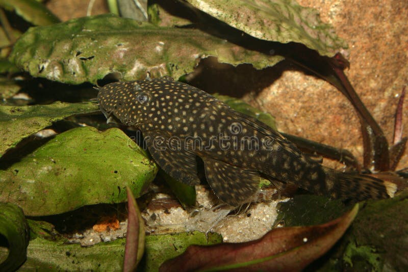 Katvis (Ancistrus Spec.) stock foto. Image of dier, katvis - 18126414