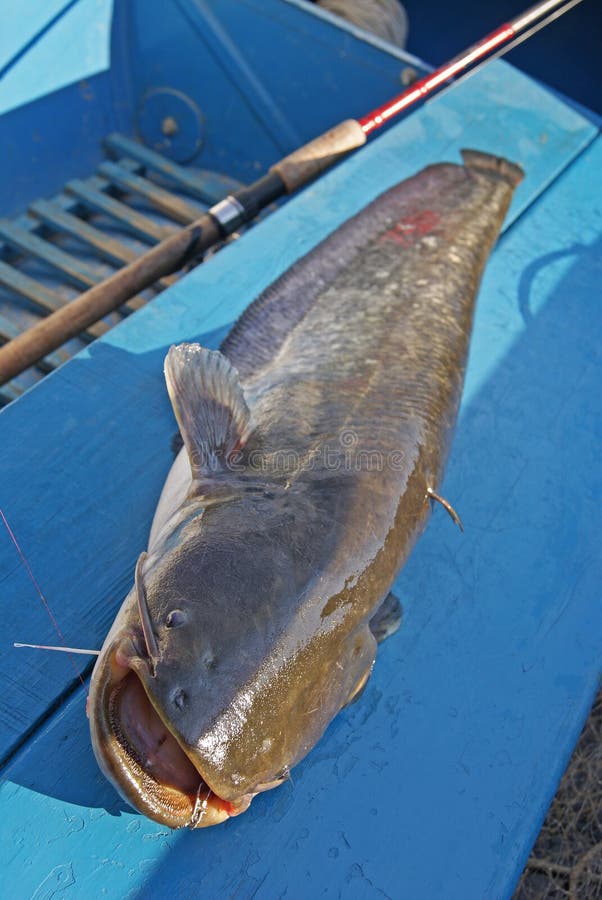 Op Kabeljauwvissen Katvis Die Wordt Gevangen Stock Foto - Image of ...