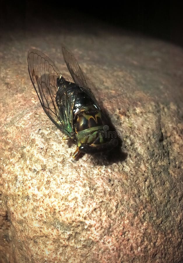 Katy bug stock photo. Image of flying, natural, outside - 11129952