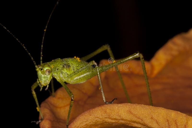 Katydid stock photo. Image of leptophyes, macro, horizontal - 11580962