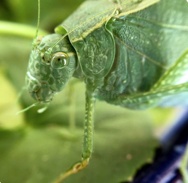 Katydid face portrait stock photo. Image of plant, foliage - 7911384