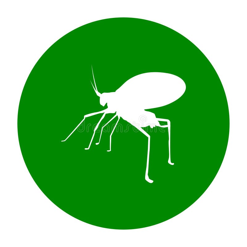 Katydid grasshopper icon stock illustration. Illustration of ...