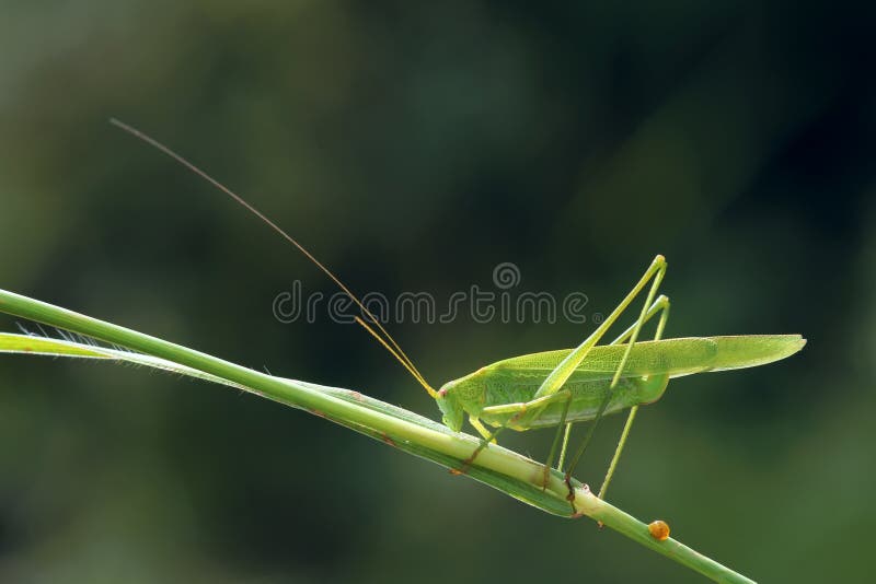 Female Katydid is on a Green Background. Katydid Isolated. Insect on a ...