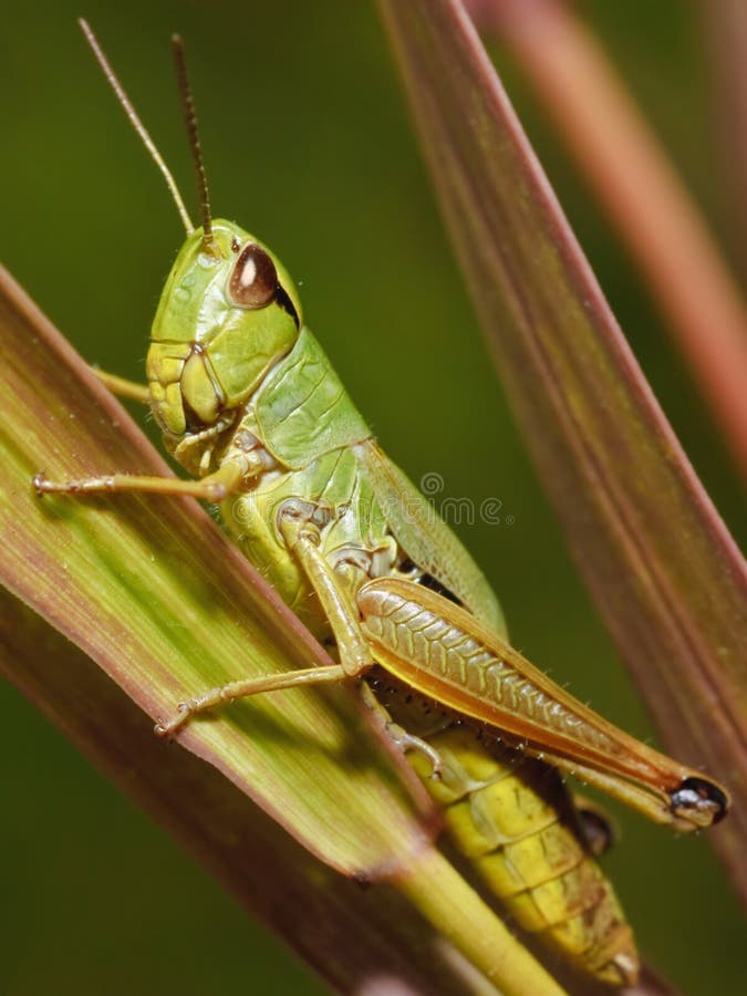 Katydid- insect stock image. Image of environment, eyes - 7806983